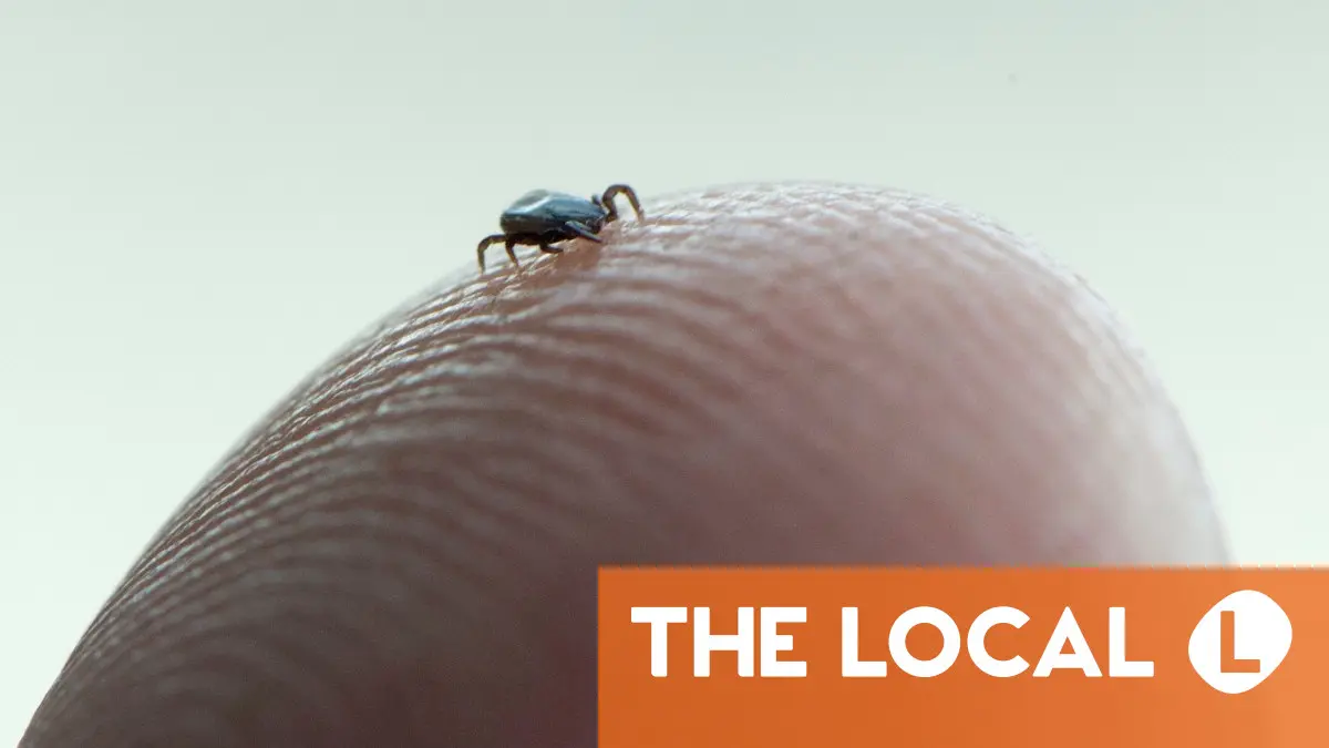 Ticks in Sweden: How to avoid them and protect yourself