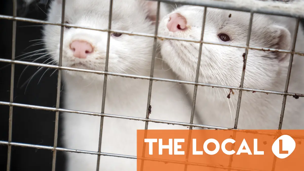 Danish health agency says mink farming poses low Covid-19 risk
