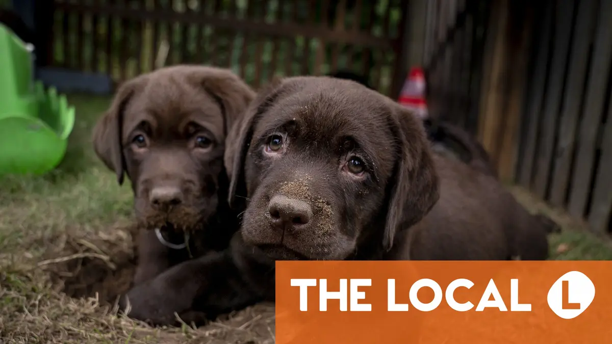 Danish ‘puppy boom’ over as Labrador tops list of country’s favourite dogs
