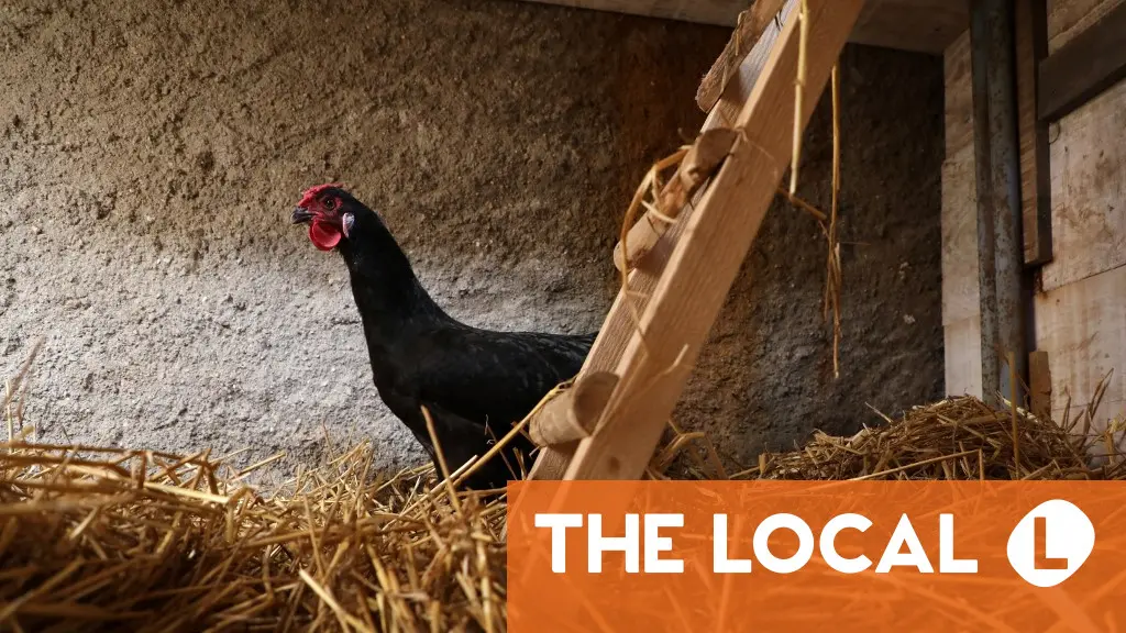 Paris health authorities issue warning over eggs from garden-reared ...