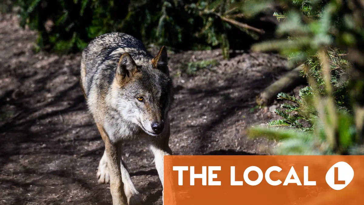 What do you do if you spot a wolf in the wild in Denmark?
