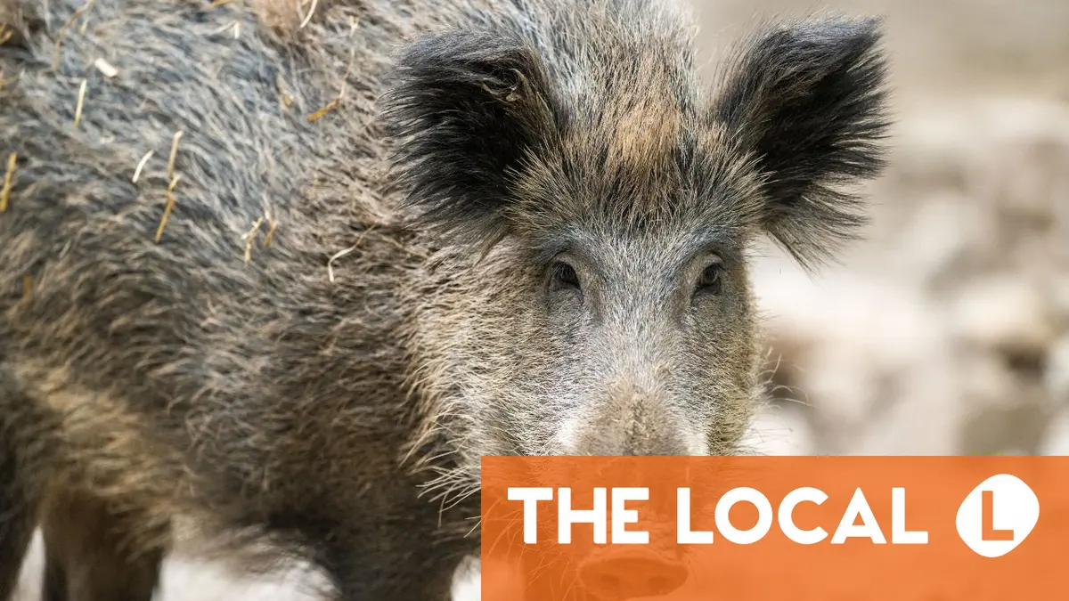 What to know about Germany's wild boars - and how to stay safe around them