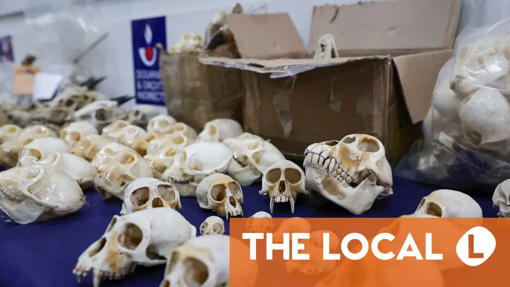 France sounds alert on primates' skulls trafficking