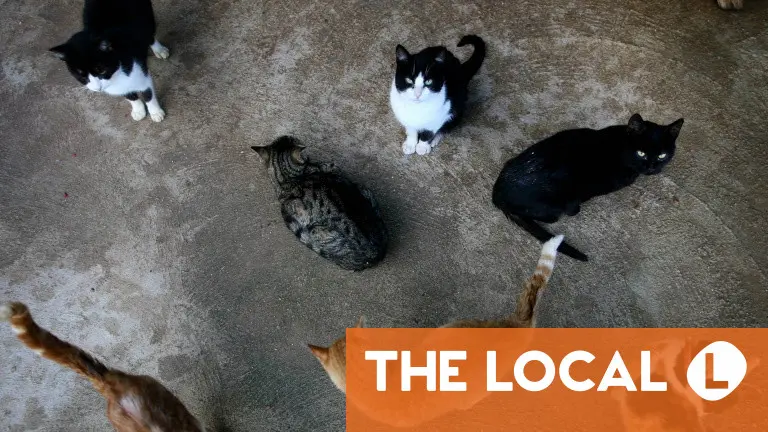 Police in Spain investigate suspected poisoning of 47 cats