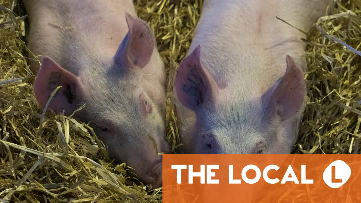 Barmaid becomes France's first pig pedicurist