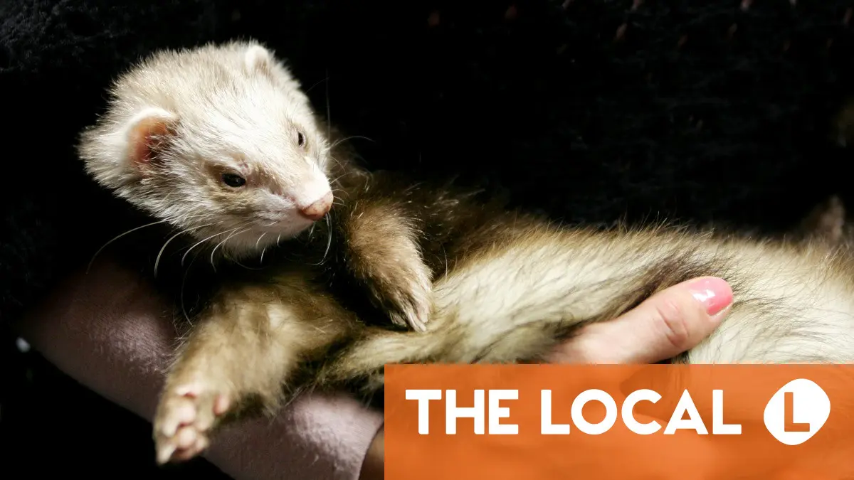Malmö calls in team of ferrets to weed out rats ahead of Eurovision