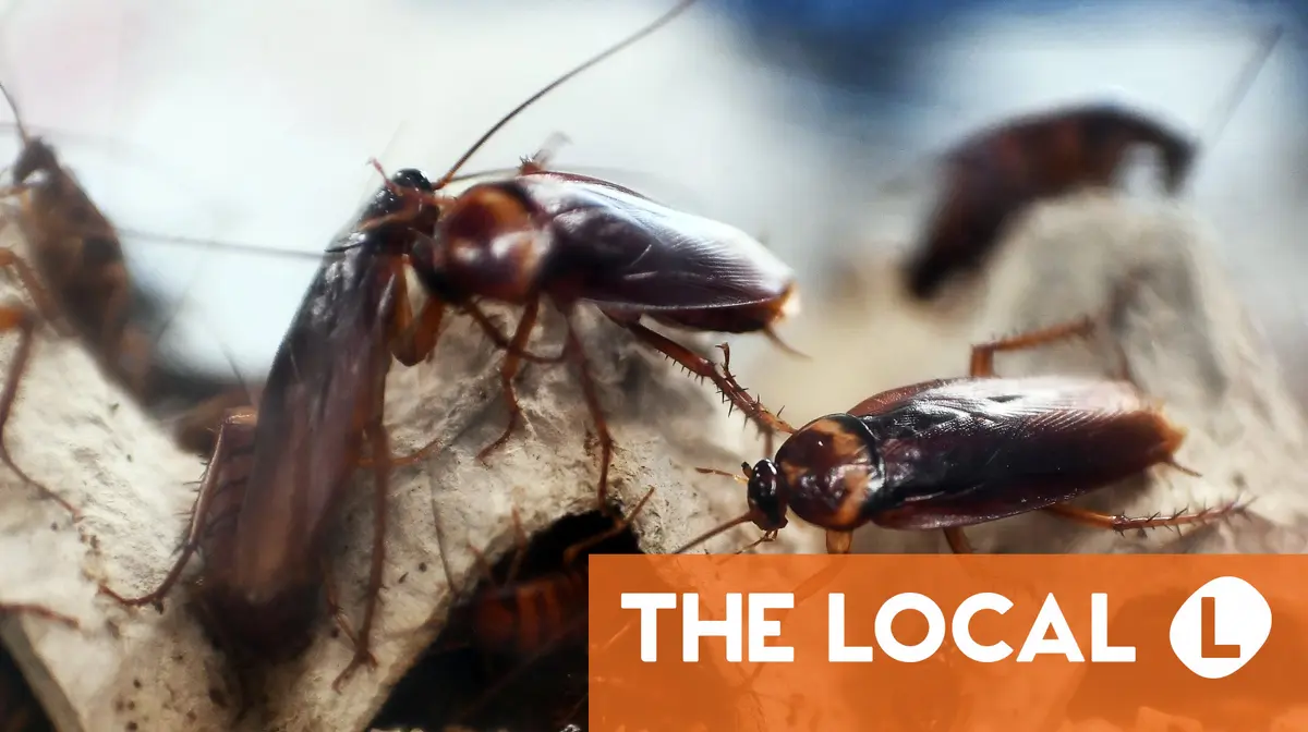 'Mutant cockroaches': Why Spain's rising temperatures make them multiply