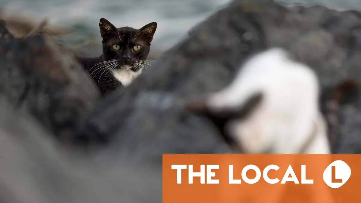 Did you know…? There’s an Italian city famous for 'eating cats'