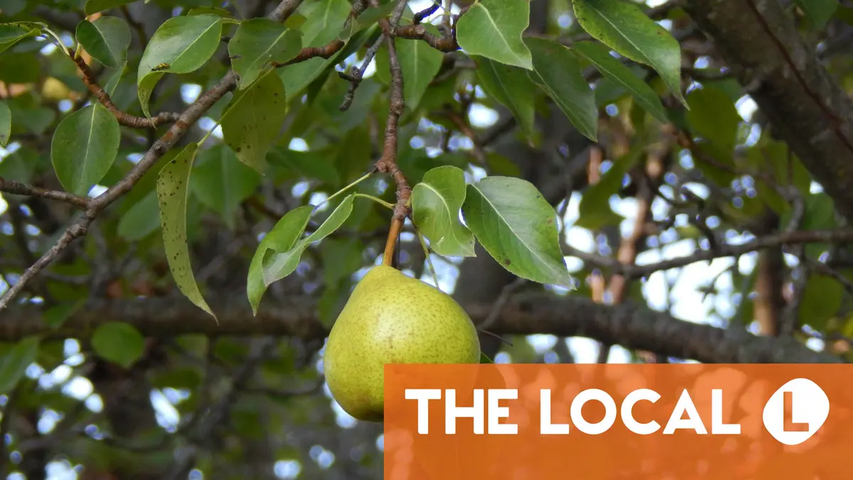 Discover Norway: Where you can pick fruit in Oslo for free