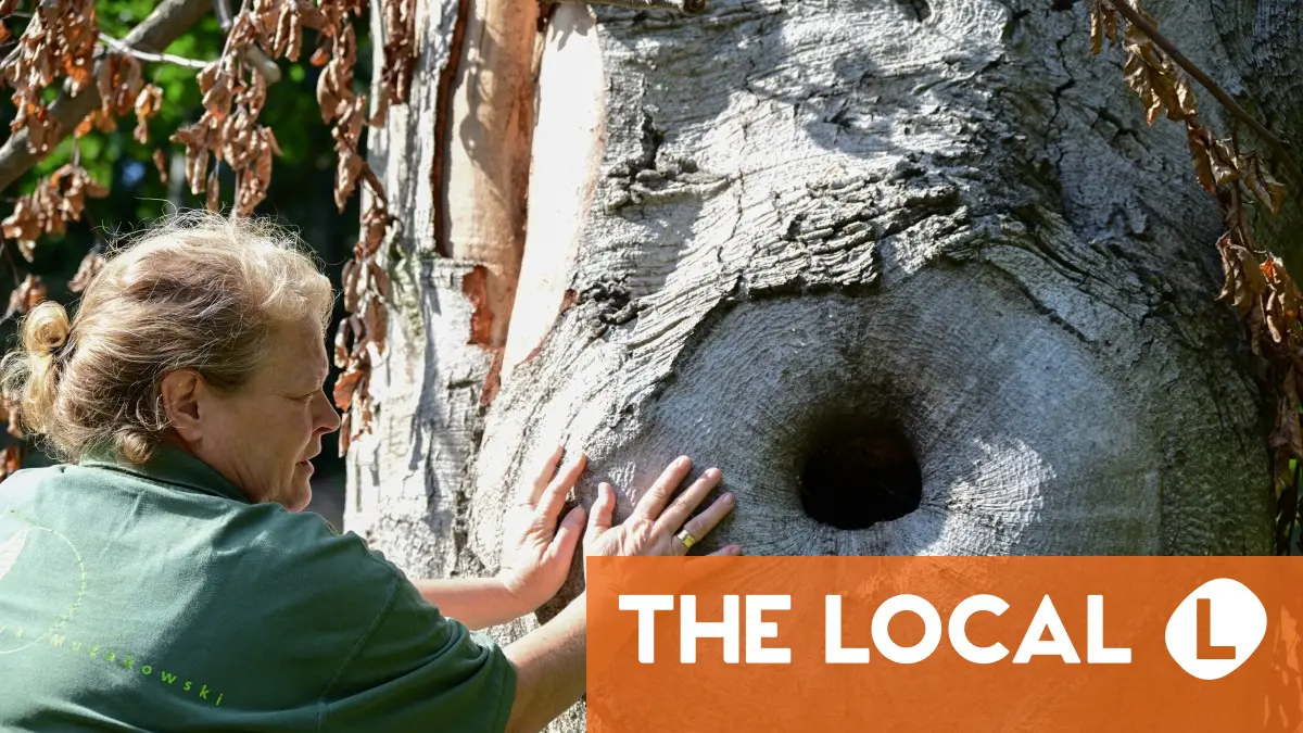 Germany's parks plant a way forward on climate change