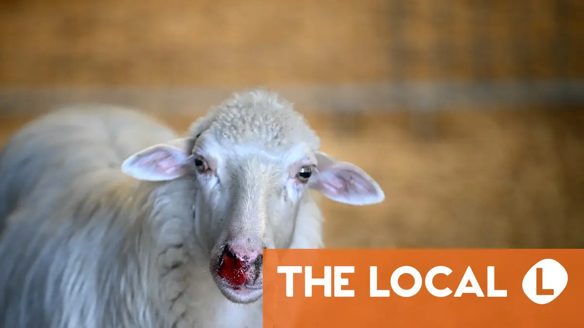 German sheep farmers feel abandoned in bluetongue crisis