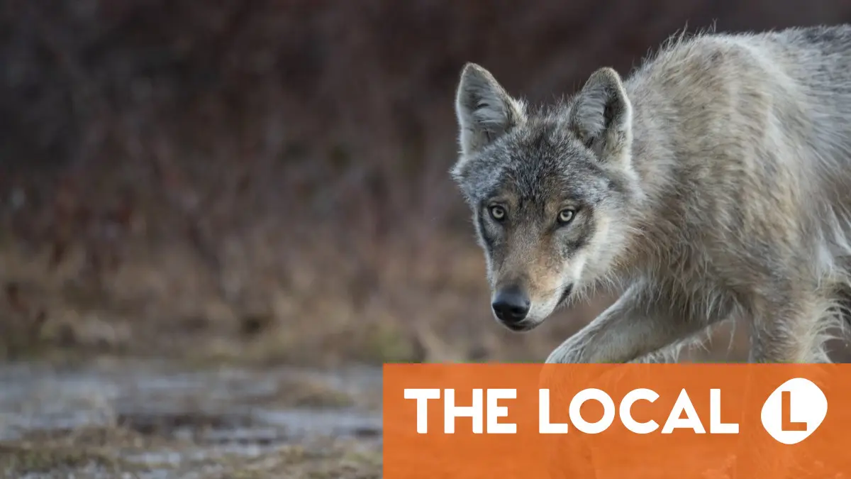 Europe set to allow more wolf hunting after protection status lowered