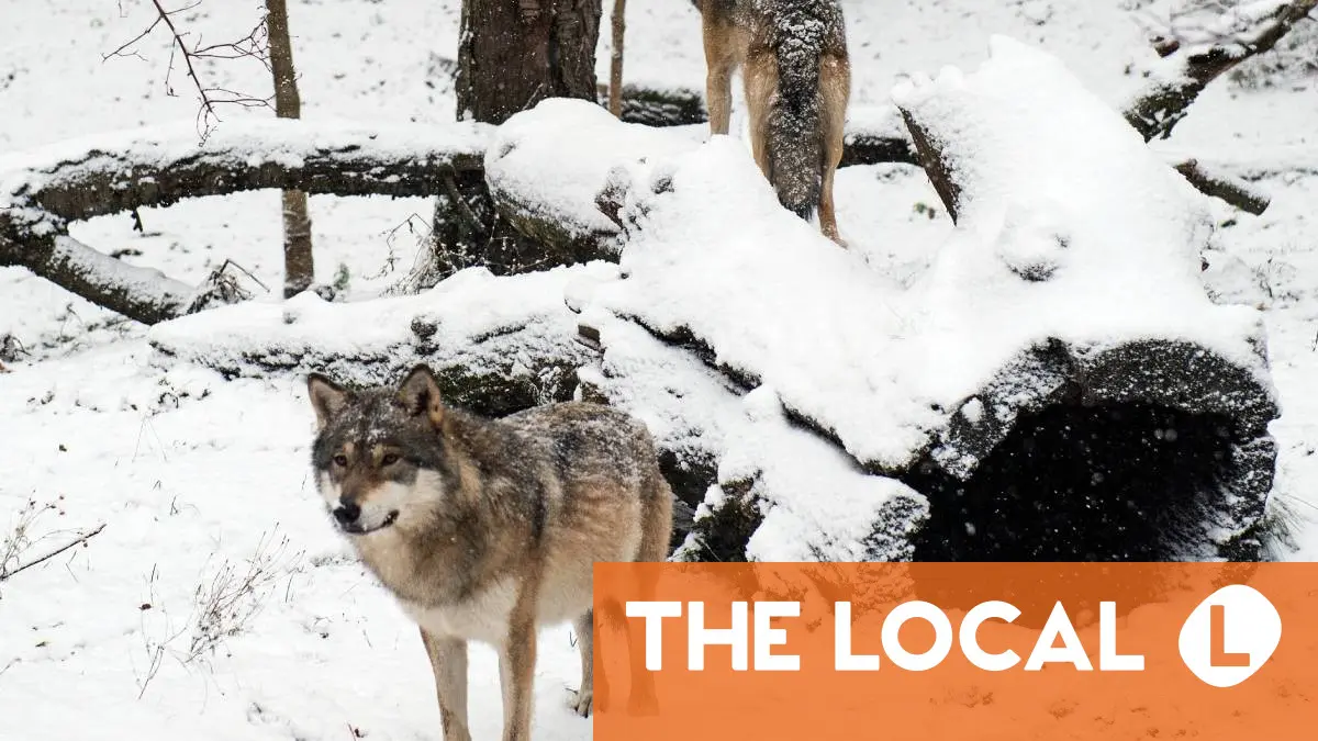 Sweden to launch wolf cull amid conservation concerns