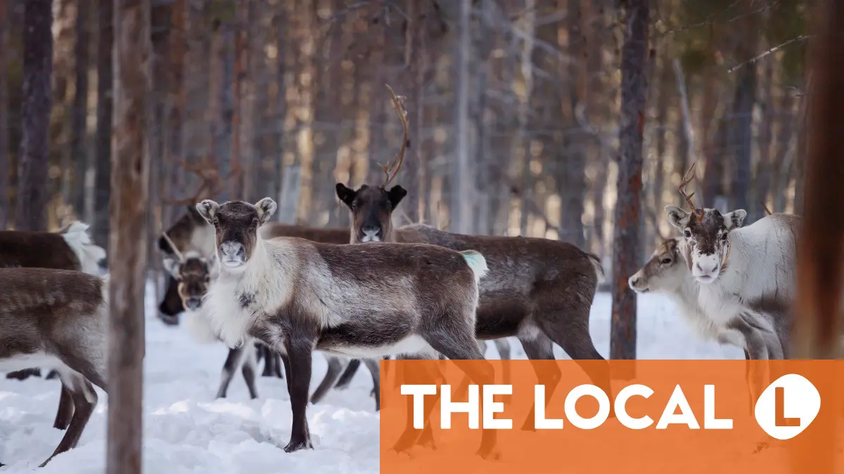 Sami reindeer herders apply for emergency aid as climate crisis bites