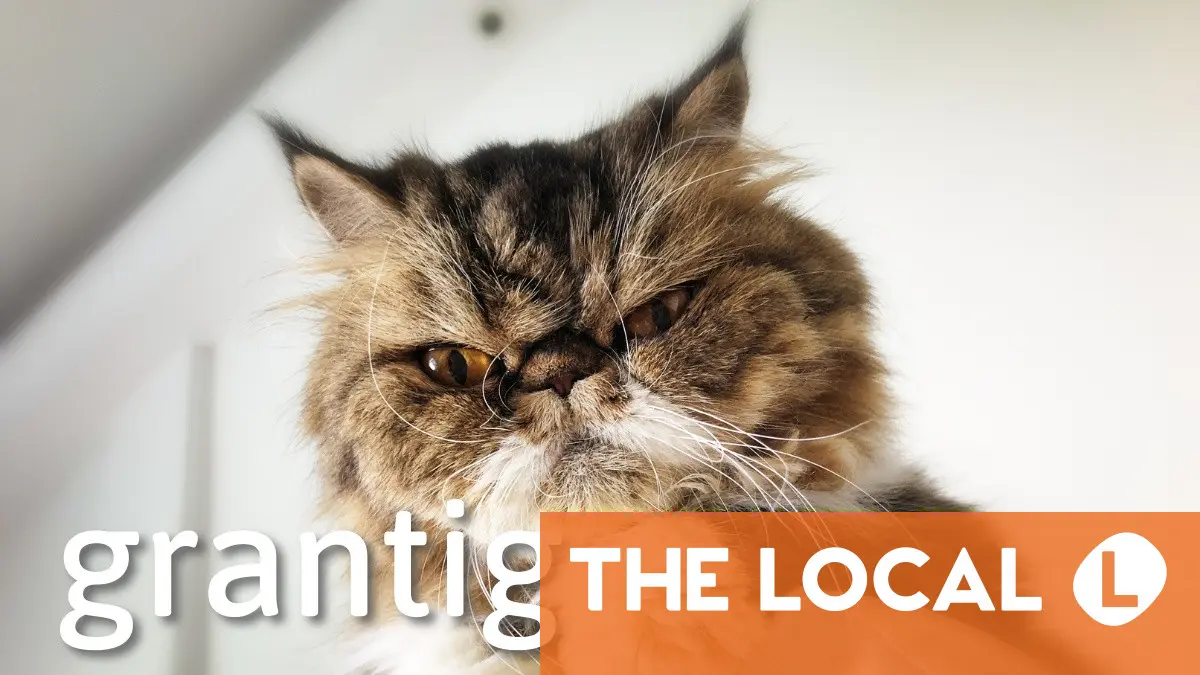 German Word of the Day: grantig