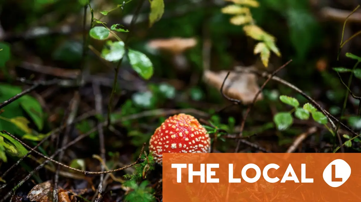 Tox info: Why thousands of Swiss are trying to save a specialist helpline