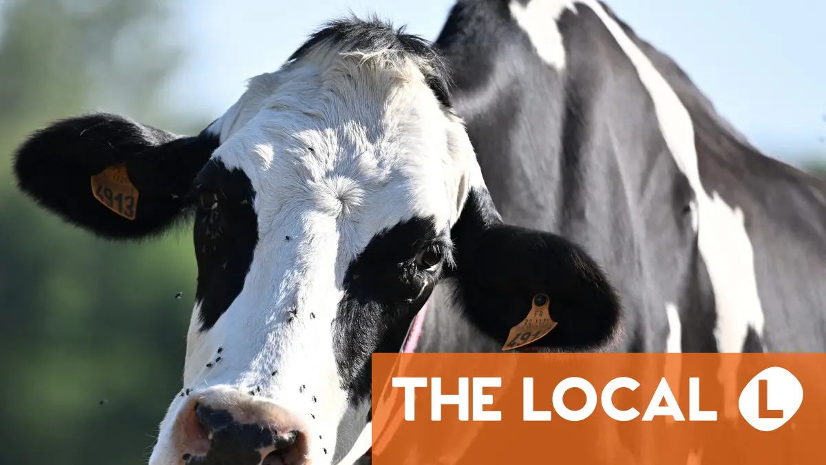 Spain culls cattle to contain first outbreak of lumpy skin disease