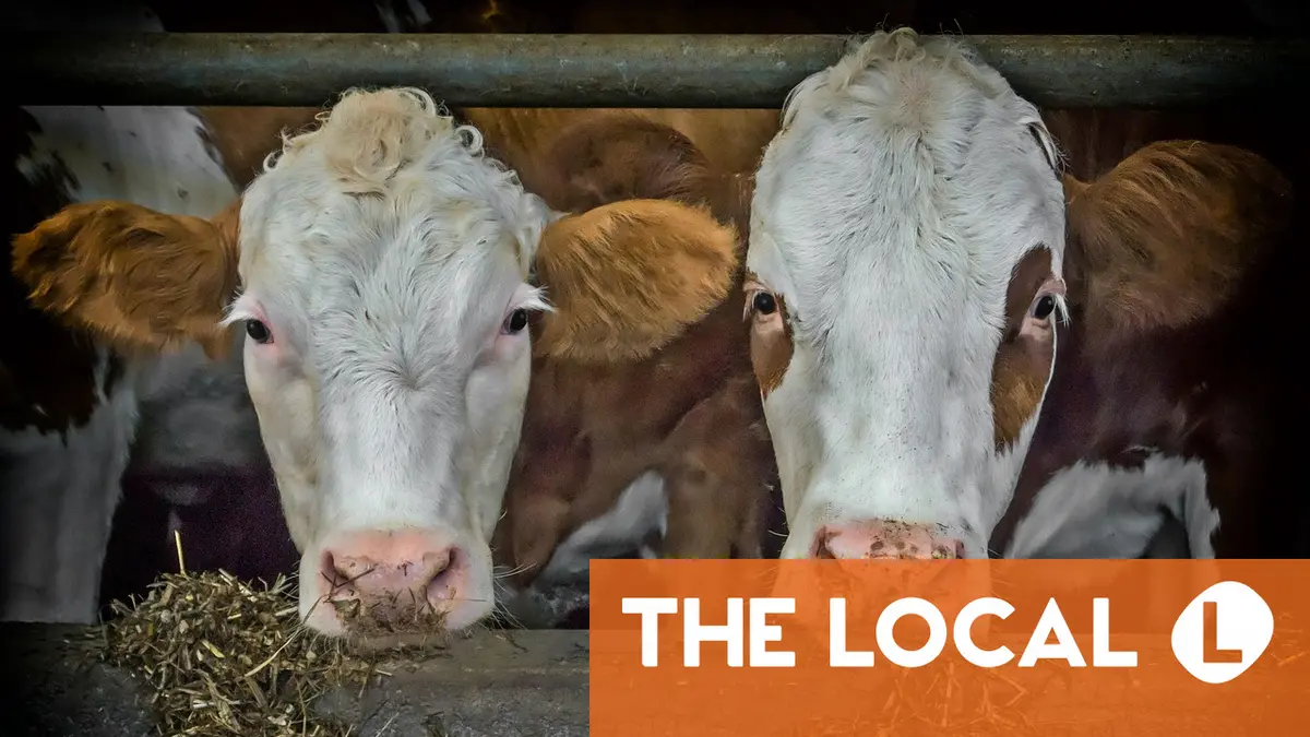 Why does Switzerland smell of cow s**t in the winter?