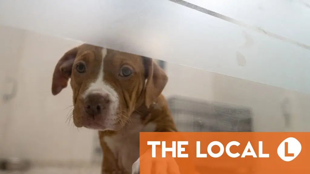 What do new EU Pet Passport rules mean for second-home owners in France?