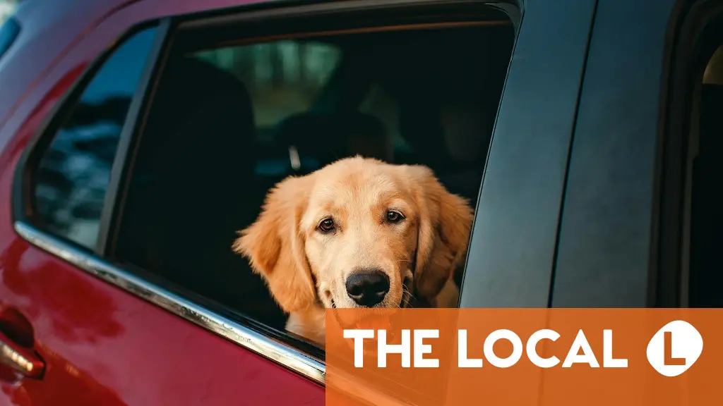 Explained: New rules on pet passports for trips between Spain and the UK