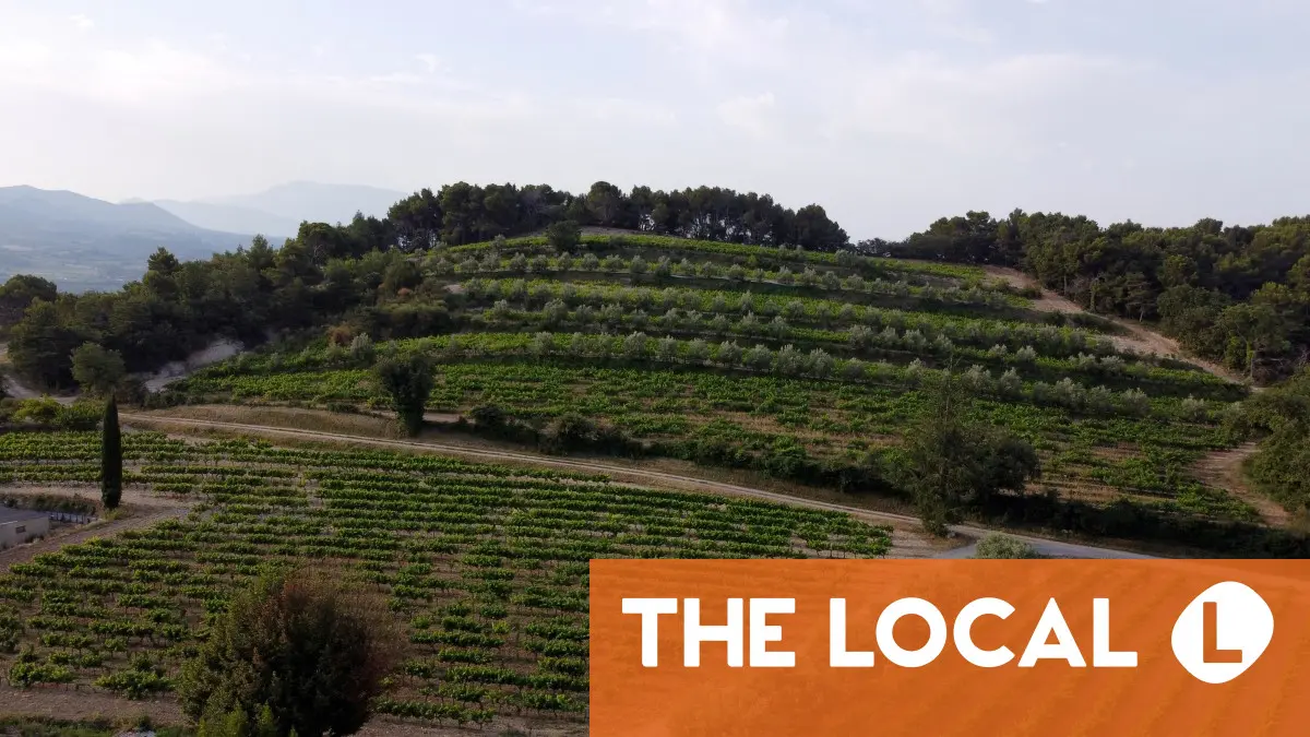 French wine growers plant trees to protect vines from climate