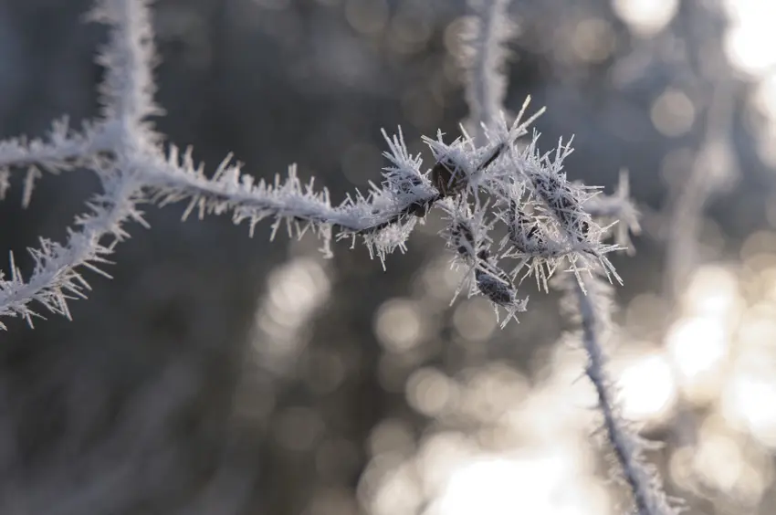 بورنو مجاني