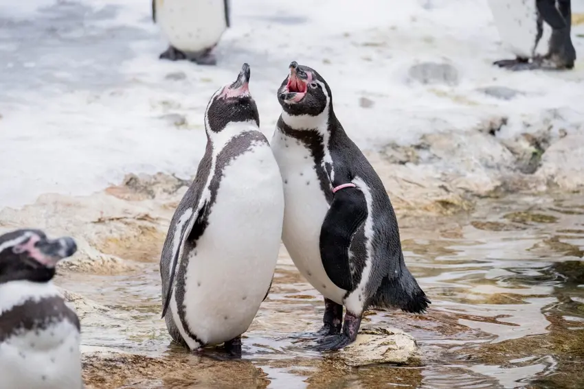 Today in Austria: A roundup of the latest news on Thursday