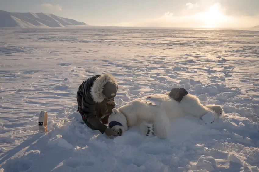 Norway's polar bears bulk up despite melting Arctic