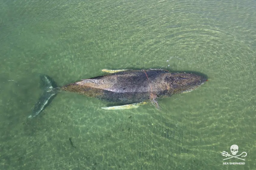 German team uses excavators in bid to rescue beached whale