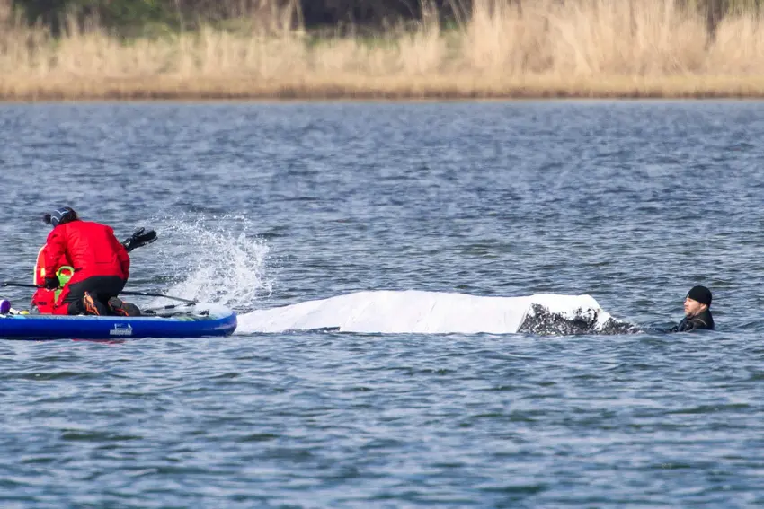'Free Timmy!': How a beached whale has gripped and divided Germany