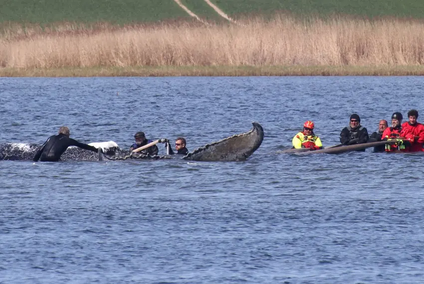 Stranded whale 'Timmy' released into North Sea in dramatic rescue